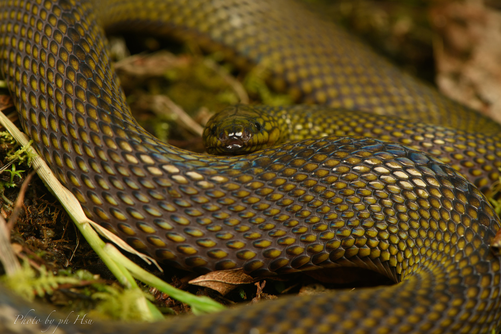 Formosa Odd-scaled Snake in July 2023 by ph_hsu · iNaturalist