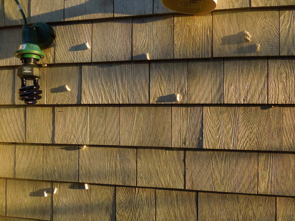 Butterflies and Moths from Sunset, ME, USA on July 29, 2017 at 07:17 PM ...