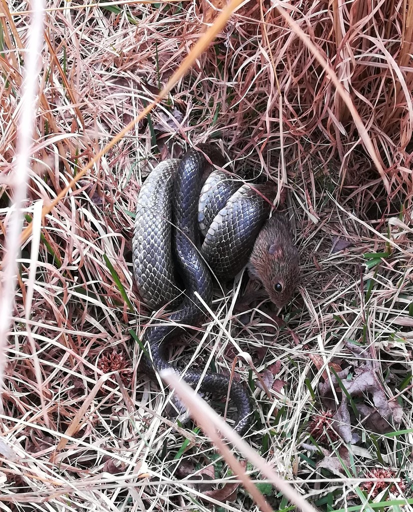 Prairie Kingsnake from 160 Johnson Loop, Greenbrier, AR 72058, USA on ...