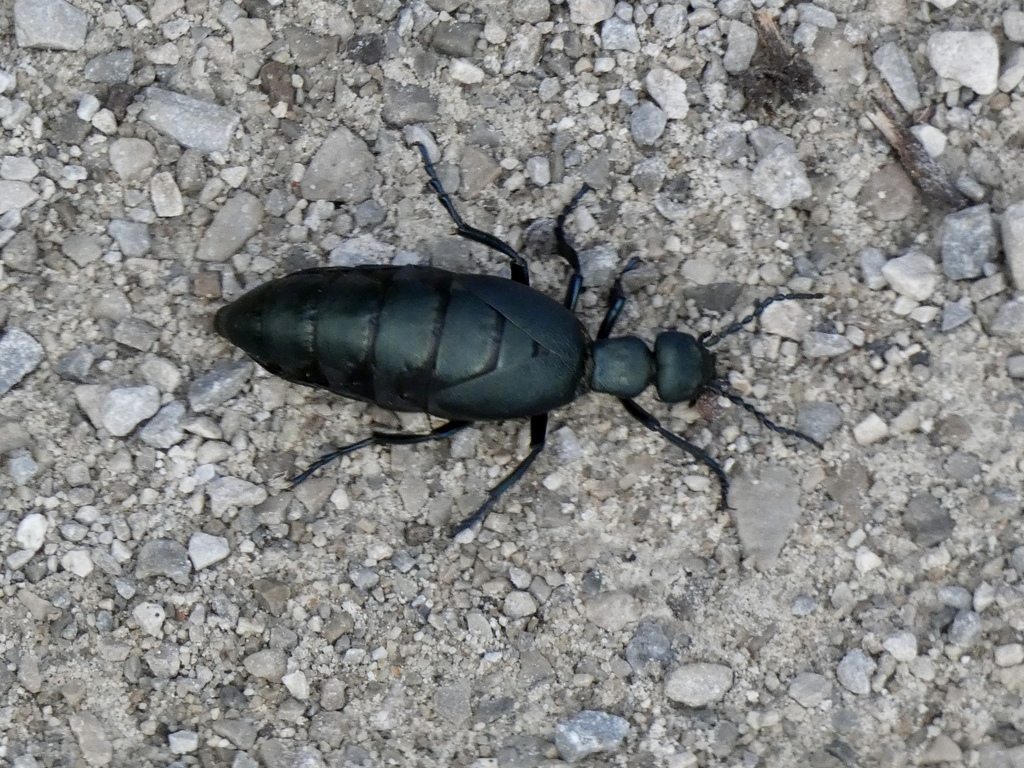 Buttercup Oil Beetle from Toledo Botanical Garden, 5403 Elmer Dr ...