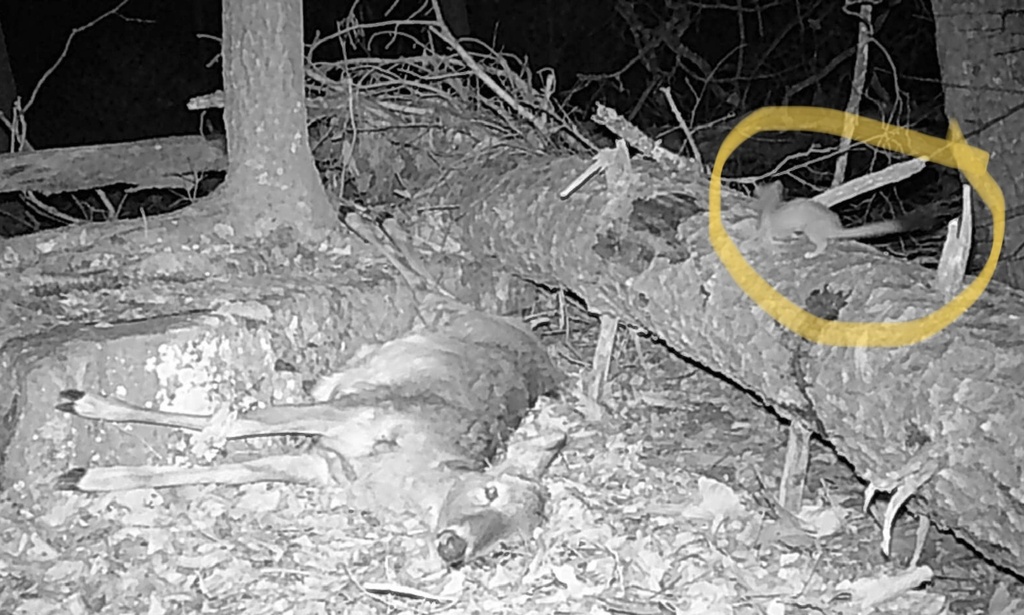 Long-tailed Weasel from George Washington & Jefferson National Forests ...
