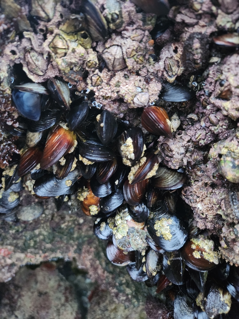 True Mussels from Nelson Mandela Bay, ZA-EC, ZA on December 23, 2023 at ...