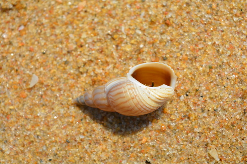 Bullia tranquebarica · iNaturalist