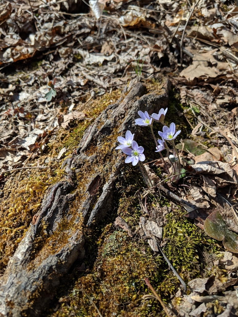 round-lobed hepatica in April 2019 by Teddy Stenger · iNaturalist