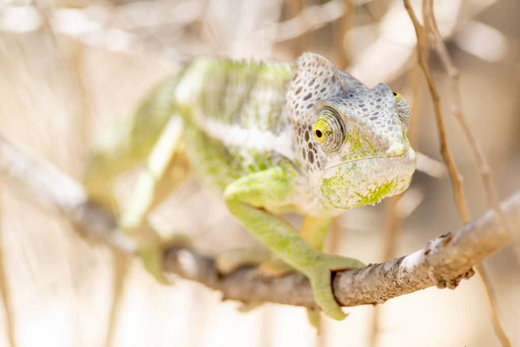 Spiny Chameleon from Ankilibe, Madagascar on November 11, 2023 at 04:26 ...