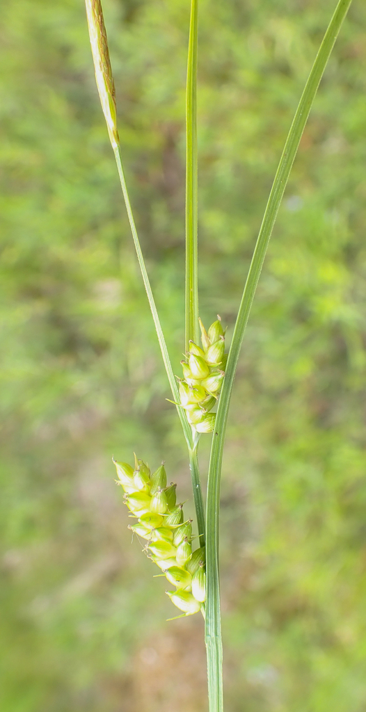 open-field sedge from Calais, VT, USA on June 14, 2023 at 03:21 PM by ...