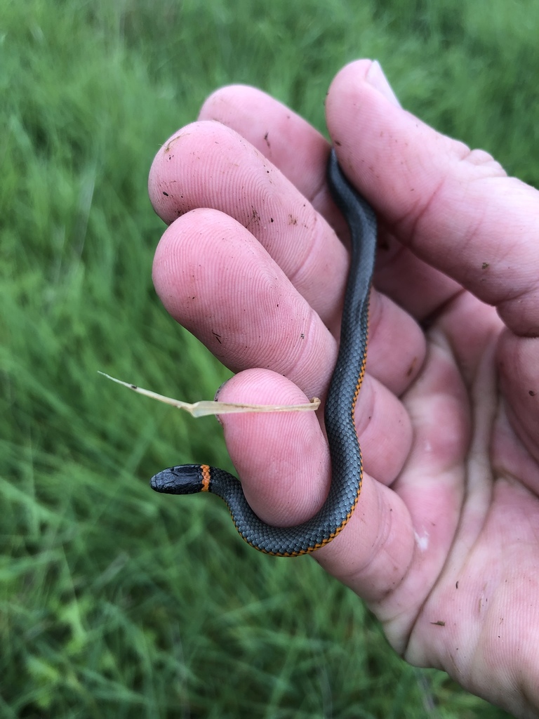 Pacific Ringneck Snake from 286 Horn Ave, Santa Rosa, CA, US on April 6 ...