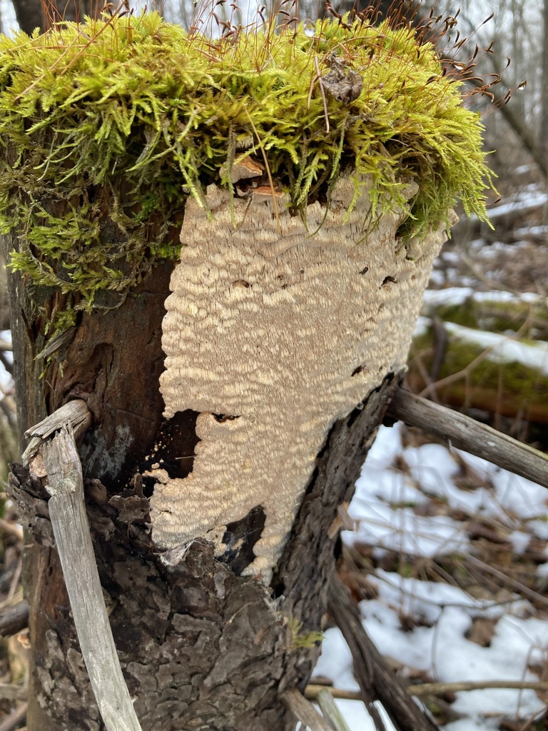Tooth Fungi from Simcoe County, ON, Canada on December 26, 2023 at 02: ...