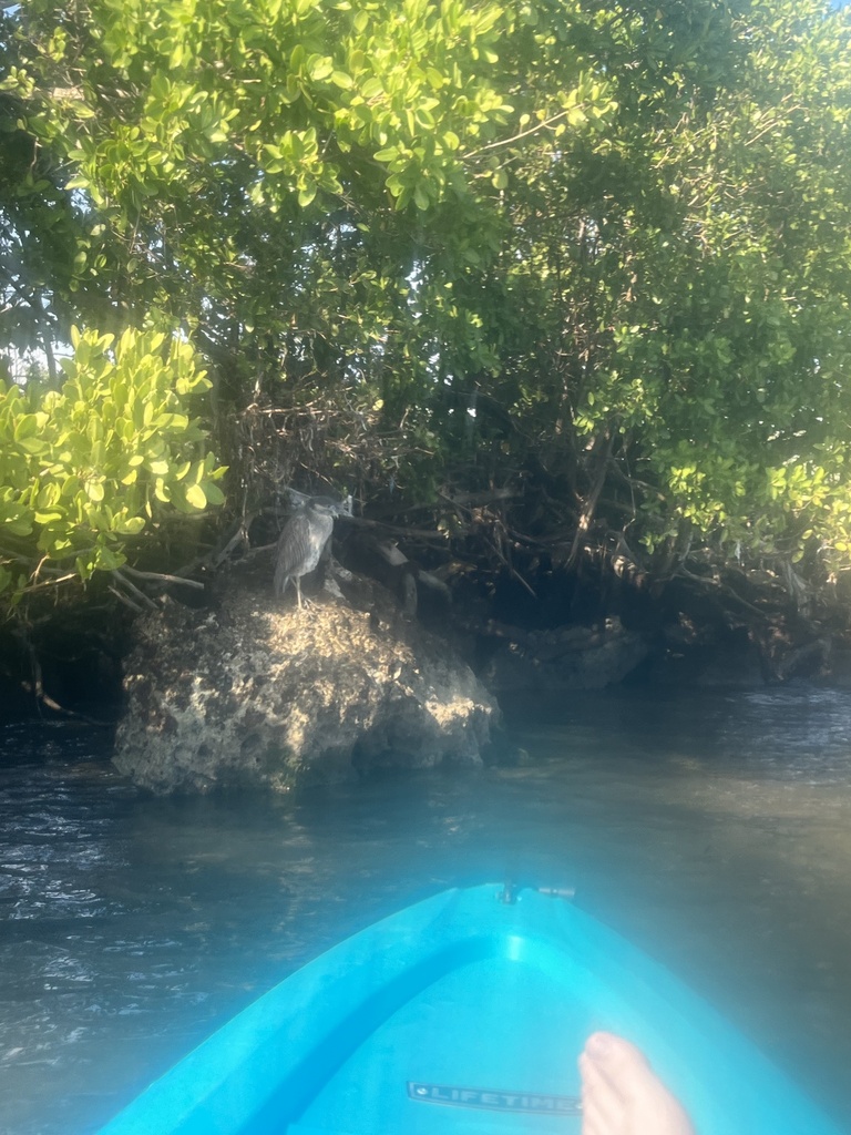 Black-crowned Night Heron from North Atlantic Ocean, FL, US on December ...