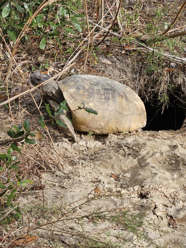 Gopher Tortoise in December 2023 by Jennifer Myren · iNaturalist
