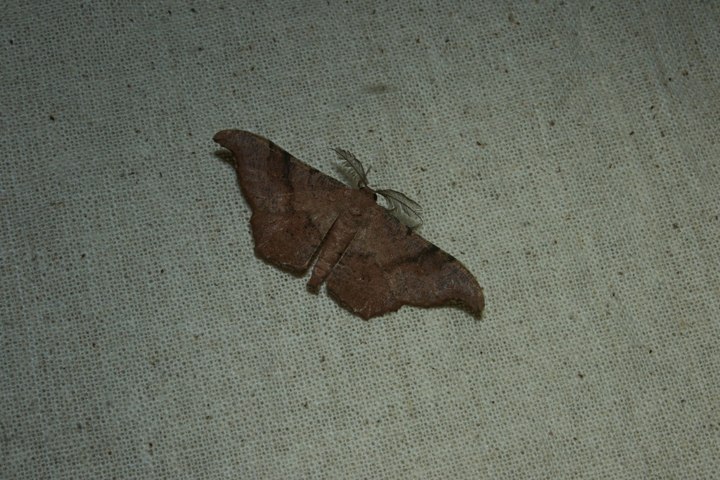 Black Looper from Kharvani Pole, Wadhwan, GJ, IN on September 28, 2021 ...