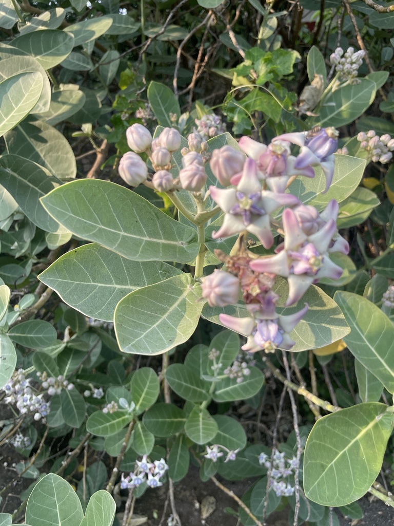 crown flower from Pardi, Valsad, GJ, IN on December 2, 2023 at 03:51 PM ...