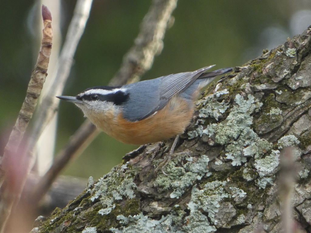 Red-breasted Nuthatch from Park Ave, Washington, PA, US on December 25 ...