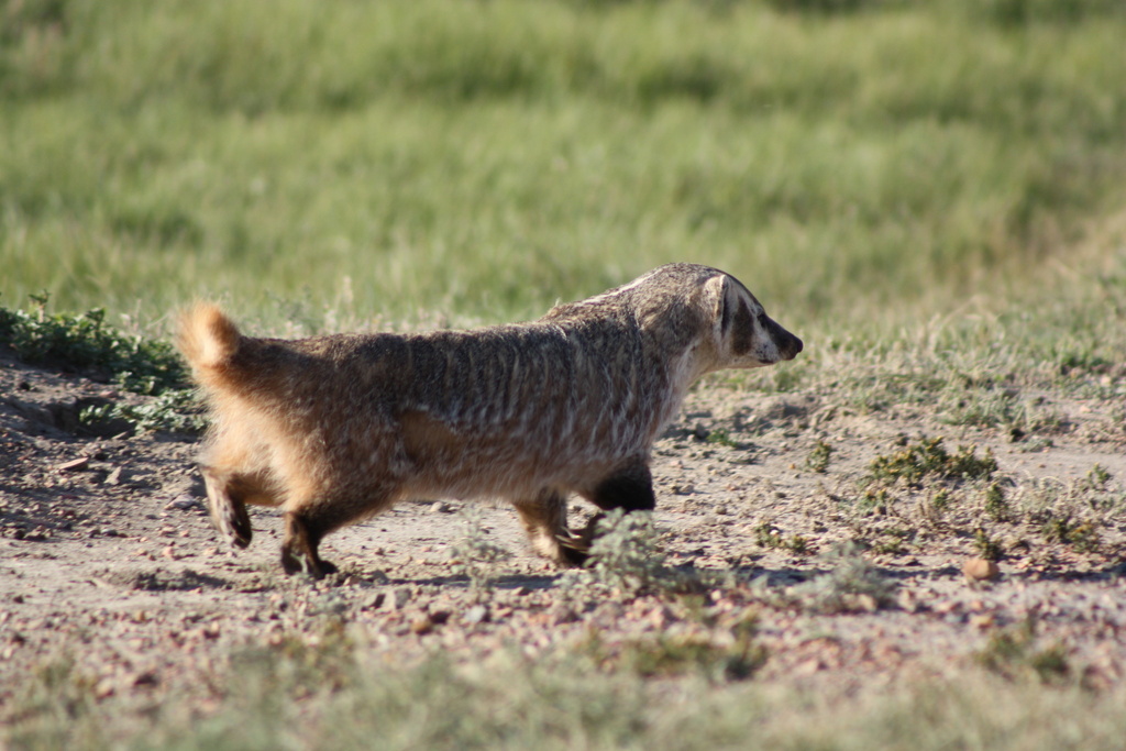 American Badger from Theodore Roosevelt National Park - South Unit ...
