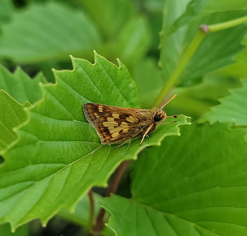 Peck's Skipper in August 2022 by Cynthia Darnell. residential area ...