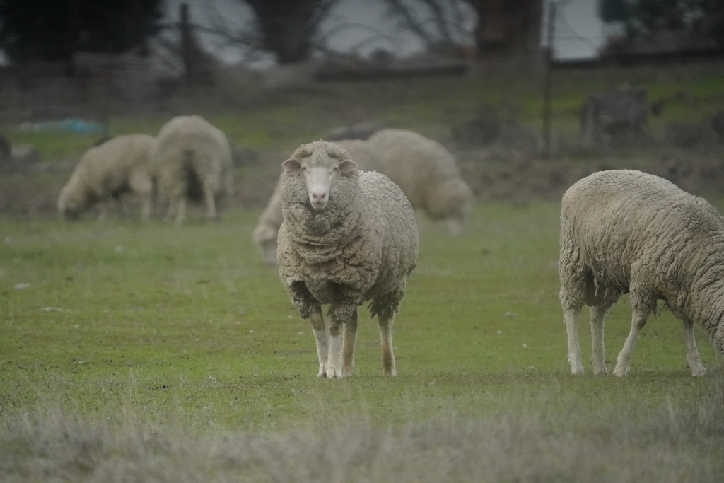 Domestic Sheep from Travis AFB, Fairfield, CA, USA on December 26, 2023 ...