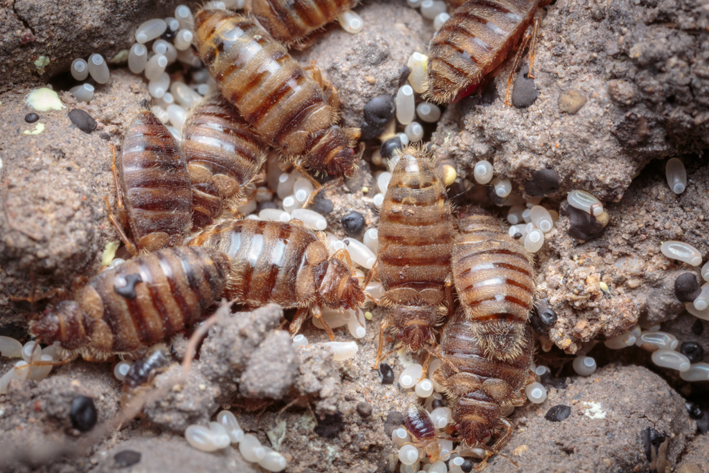 swallow nest bug from Sierra County, CA, USA on July 6, 2018 at 08:57 ...