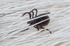 Hardbacked Ticks from Puerto Morelos, Q. Roo., MX on December 26, 2023 ...