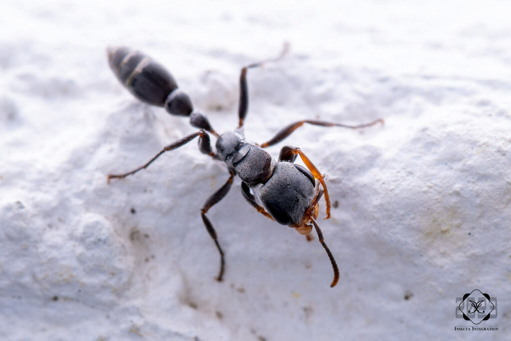 Gracilis-group Twig Ants from Playacar, Playa del Carmen, Quintana Roo ...