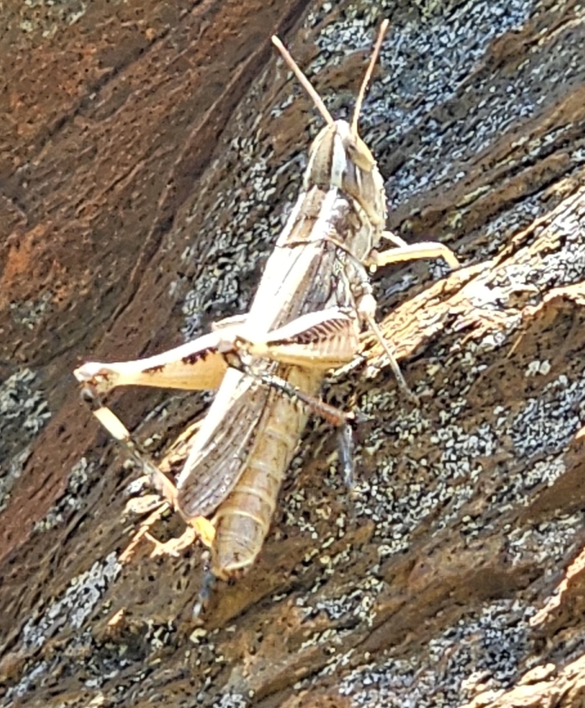 Spur-throated Locust from Waite Conservation Reserve on December 27 ...