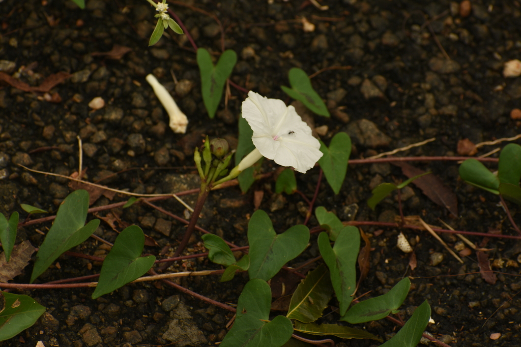 Arrow-leafed Morning Glory from Parry Nutraceuticals Campus on December ...