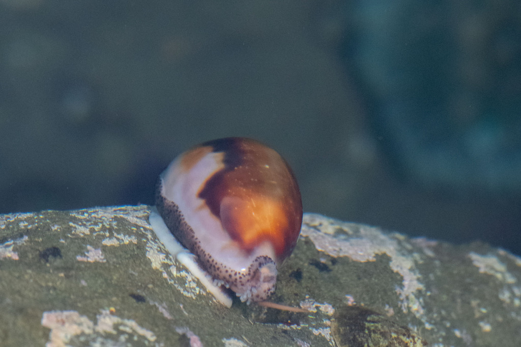Chestnut Cowry from Los Angeles County, CA, USA on December 26, 2023 at ...