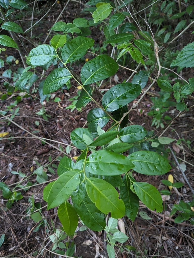 plants from Mount Mellum QLD 4550, Australia on December 26, 2023 at 04 ...