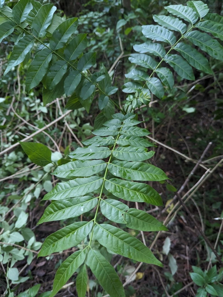 Australian Red Cedar from Mount Mellum QLD 4550, Australia on December ...