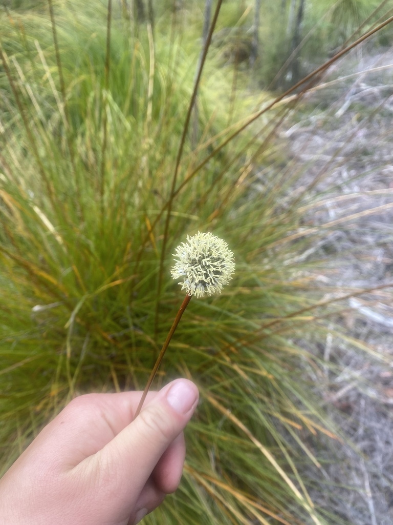 Button Grass from Tasmania, Florentine, TAS, AU on December 24, 2023 at ...