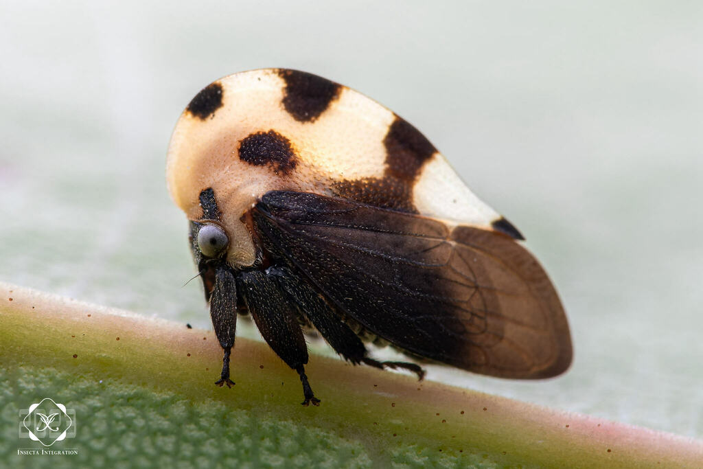 Mexican Treehopper from Playacar, Playa del Carmen, Quintana Roo, 墨西哥 ...
