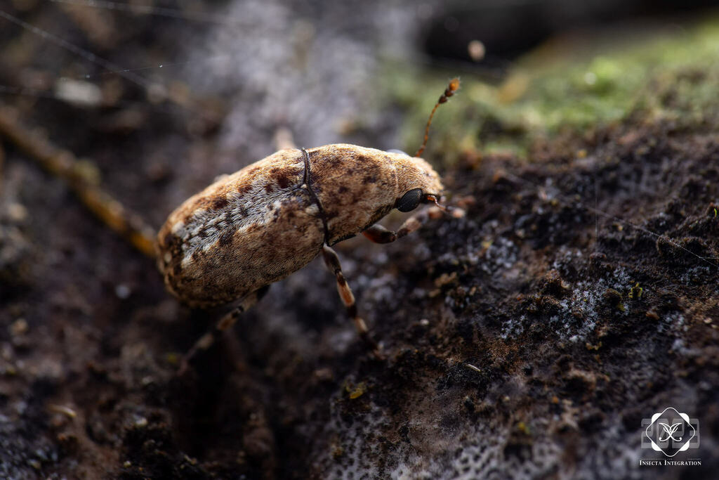 Euparius from Playacar, Playa del Carmen, Quintana Roo, 墨西哥 on December ...