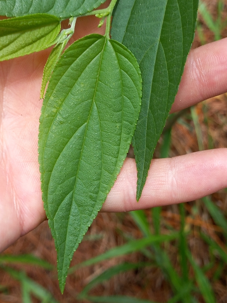 Nettle Tree from Coochin Creek QLD 4519, Australia on December 27, 2023 ...
