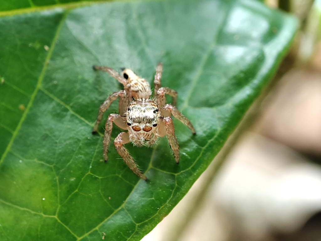 Evarcha in December 2023 by Suphatsara Sangphueak · iNaturalist