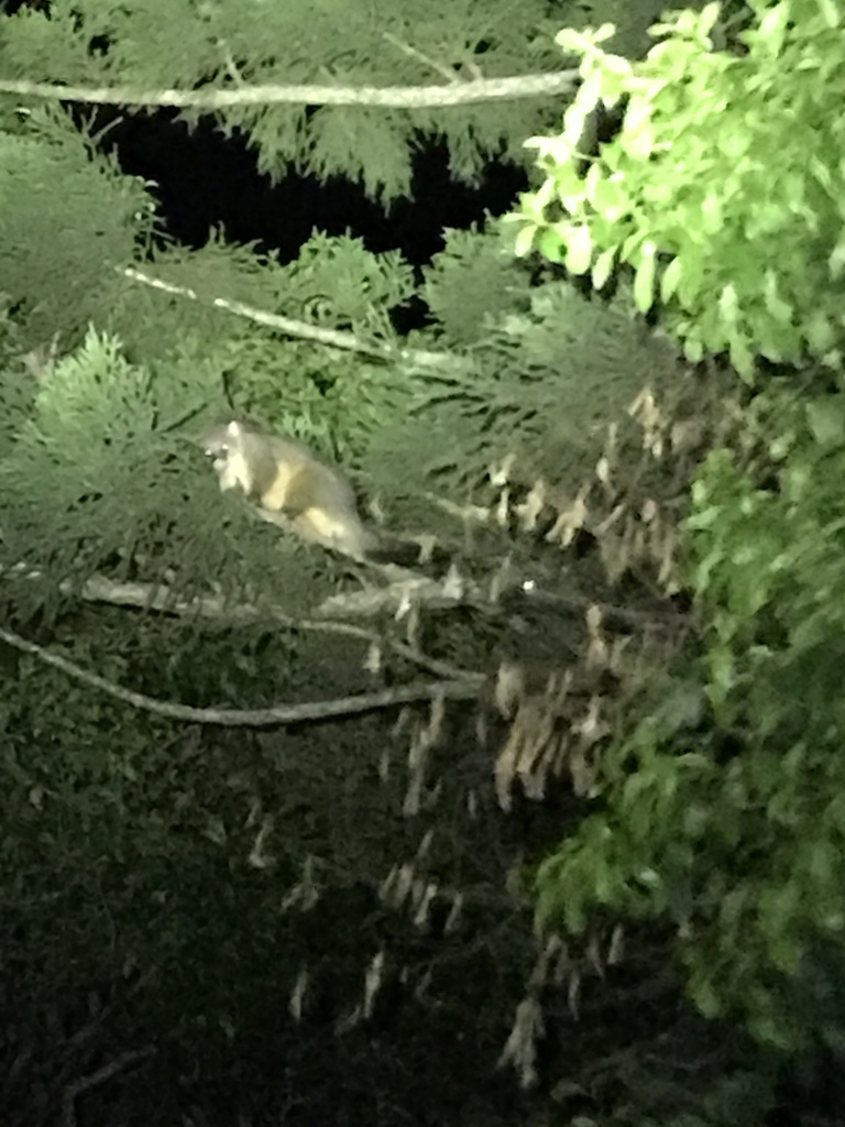 Common Brushtail Possum from Woolshed Creek Rd, Tallegalla, QLD, AU on ...