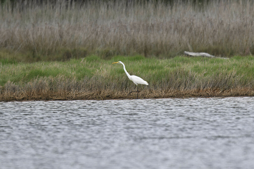 Great Egret from Lake Innes NSW 2446, Australia on December 24, 2023 at ...