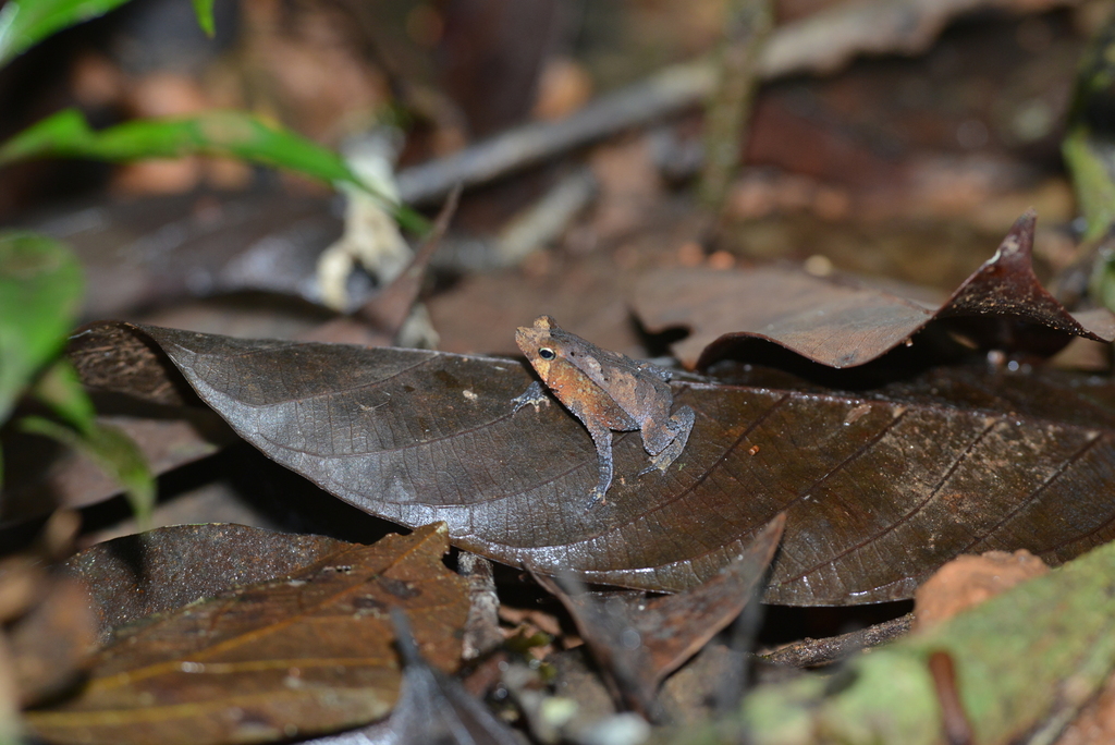 Beaked Toads from Laranjal do Jari - AP, 68924-000, Brasil on August 8 ...