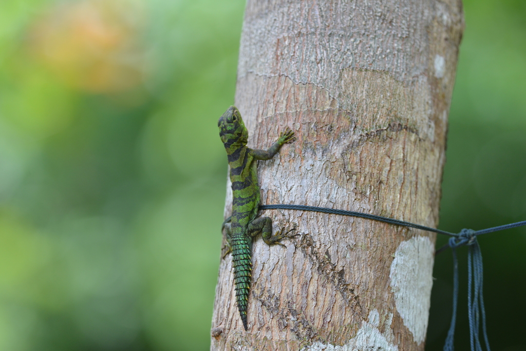 Green Thornytail Iguana from Laranjal do Jari - AP, 68924-000, Brasil ...