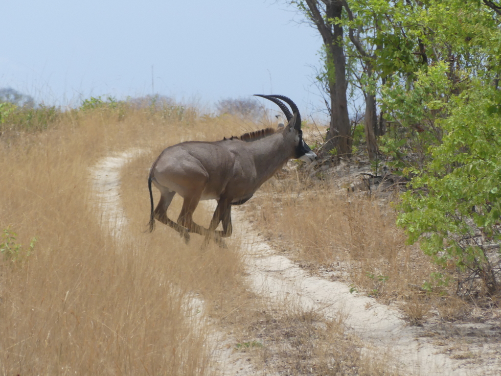 Roan Antelope from Quipungo, Angola on November 12, 2023 at 11:30 AM by ...