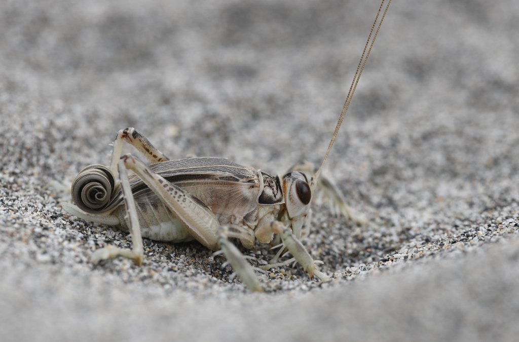 Schizodactylus jimo from Longyang District, Baoshan, Yunnan, China on ...