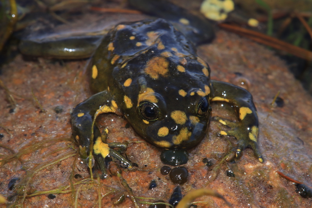Marbled Water Frog in November 2022 by Christian Langner · iNaturalist