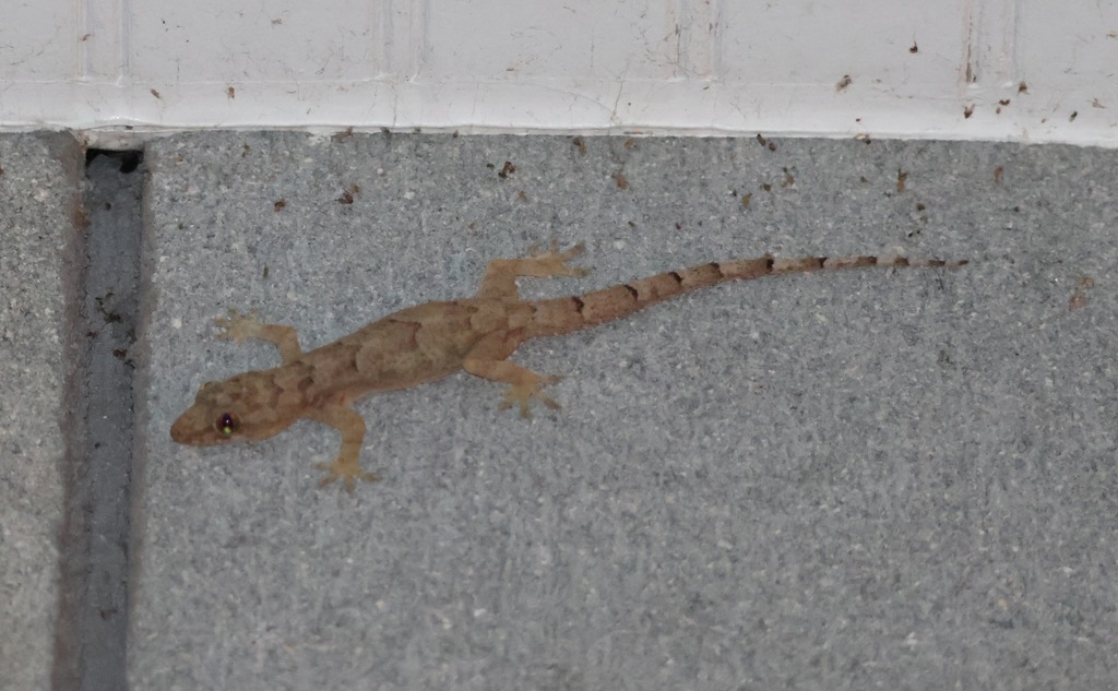 Tropical House Gecko from Sanibel, FL, USA on December 23, 2023 at 11: ...