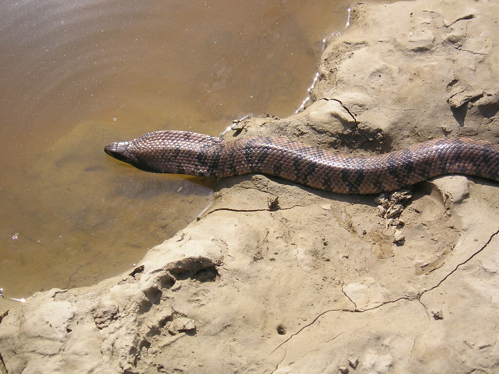 False Water Cobra from Tartarugalzinho - AP, Brasil by Kurazo Mateus ...