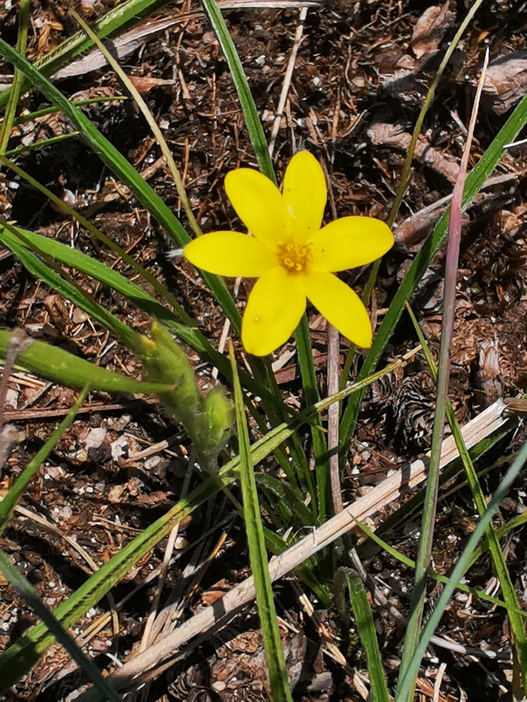 Fine Stargrass from Manzini, Eswatini on November 23, 2023 at 09:50 AM ...