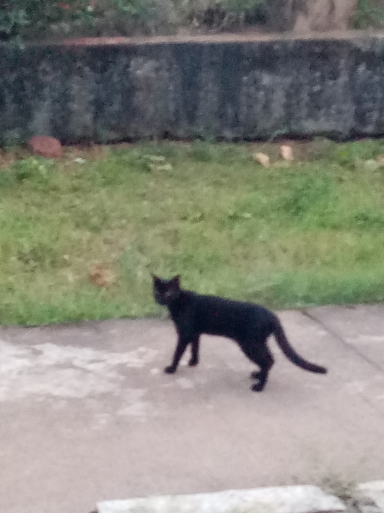 Domestic Cat from Mavoor Road Junction, Kozhikode, Kerala 673004, India ...