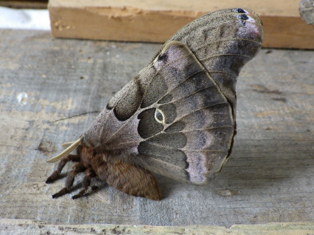 Polyphemus Moth from Sunset, ME, USA on August 4, 2017 at 02:20 PM by ...