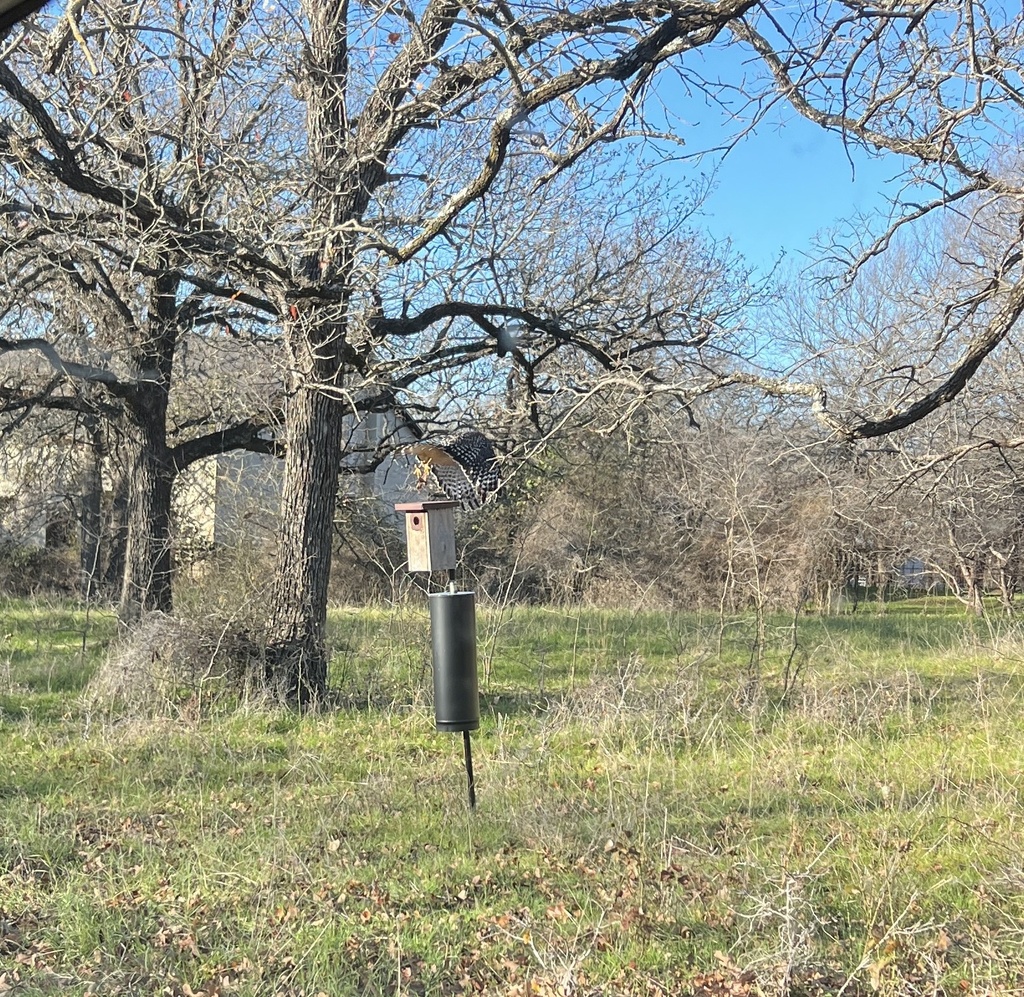 Red-shouldered Hawk from Walnut Dr, Southlake, TX, US on December 27 ...