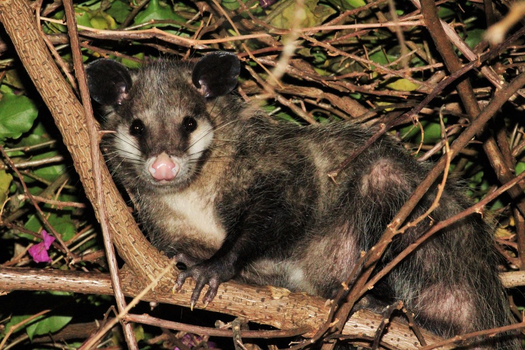 Virginia Opossum from UAEM on April 19, 2016 by David Ramírez Adame ...