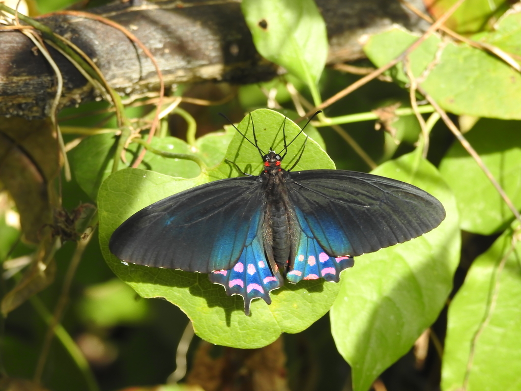 Pink-spotted Cattleheart from San Ignacio, Sin., México on December 19 ...