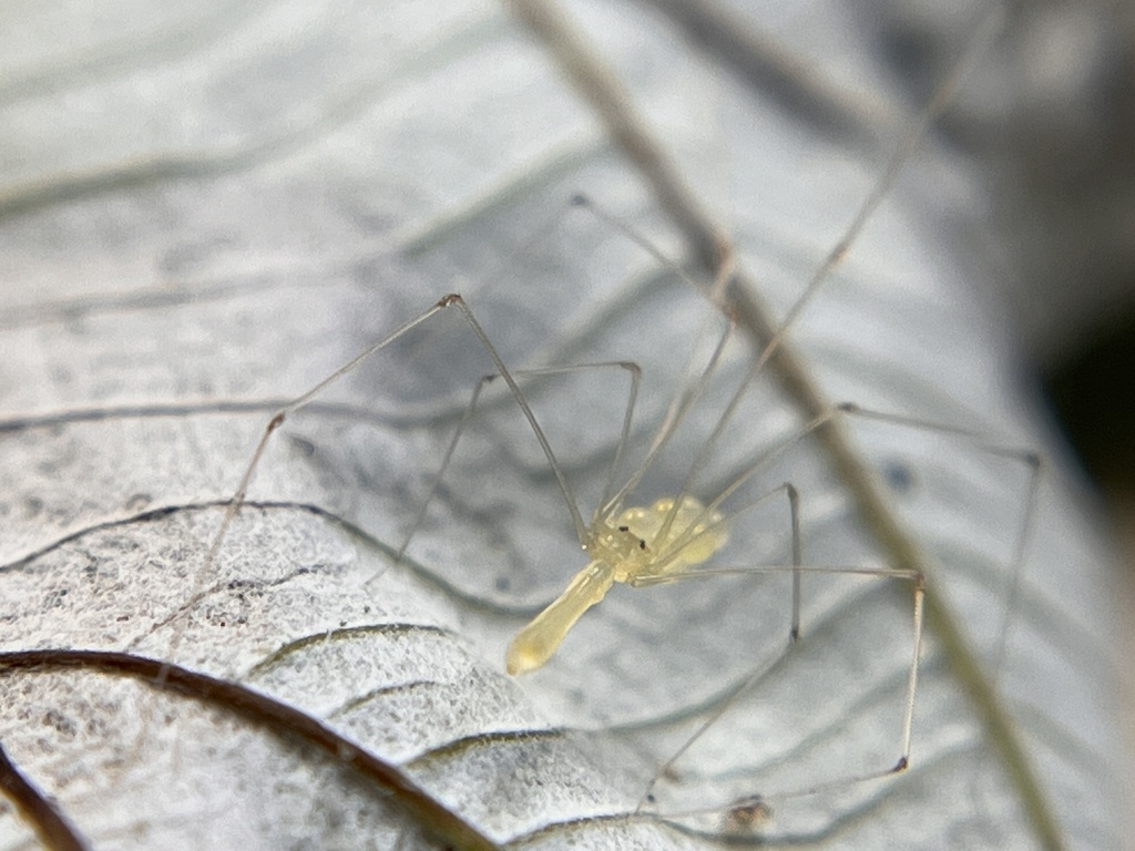 Cellar Spiders from El Yunque National Forest, Luquillo, Puerto Rico ...