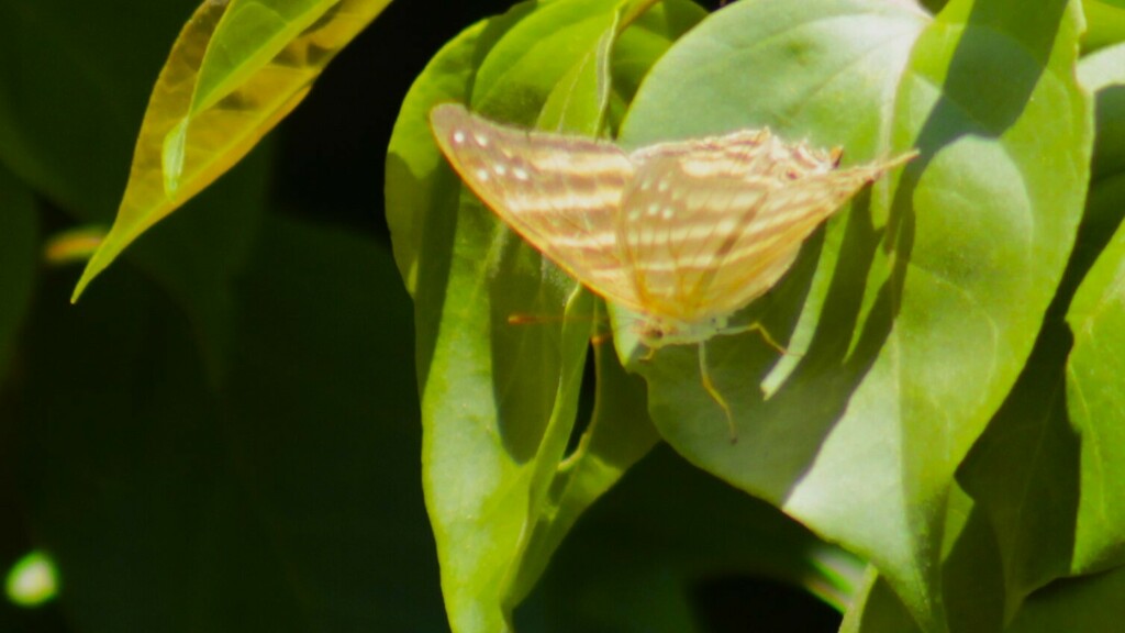 Many-banded Daggerwing from Alameda Paranhos de Oliveira, 1660 on ...
